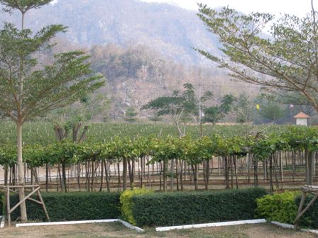 Thailand: New Latitude Wines – GranMonte Vineyard | The Man from Mosel ...