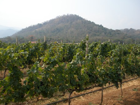 Thailand: New Latitude Wines – GranMonte Vineyard | The Man from Mosel ...
